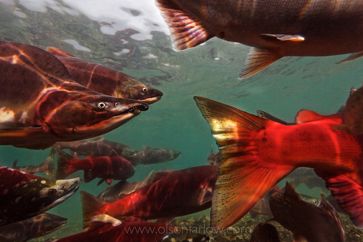 Kamchatka Salmon Species: Oncorhynchus migrate upstream